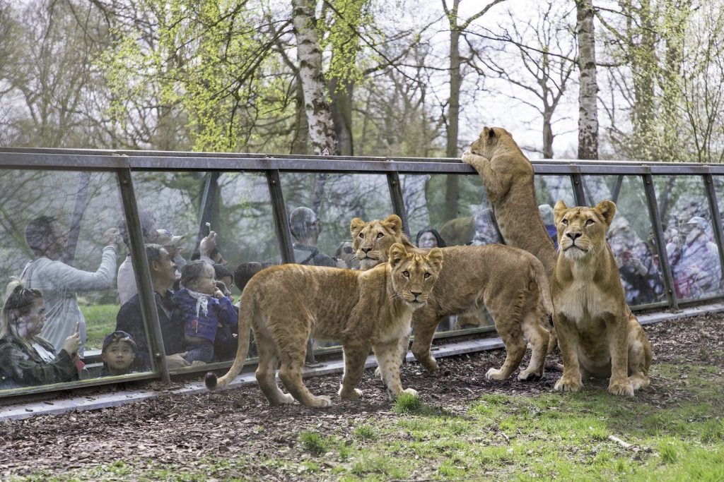 Zoo de Thoiry : billets pas cher pour le Safari Parc, prix, horaires...